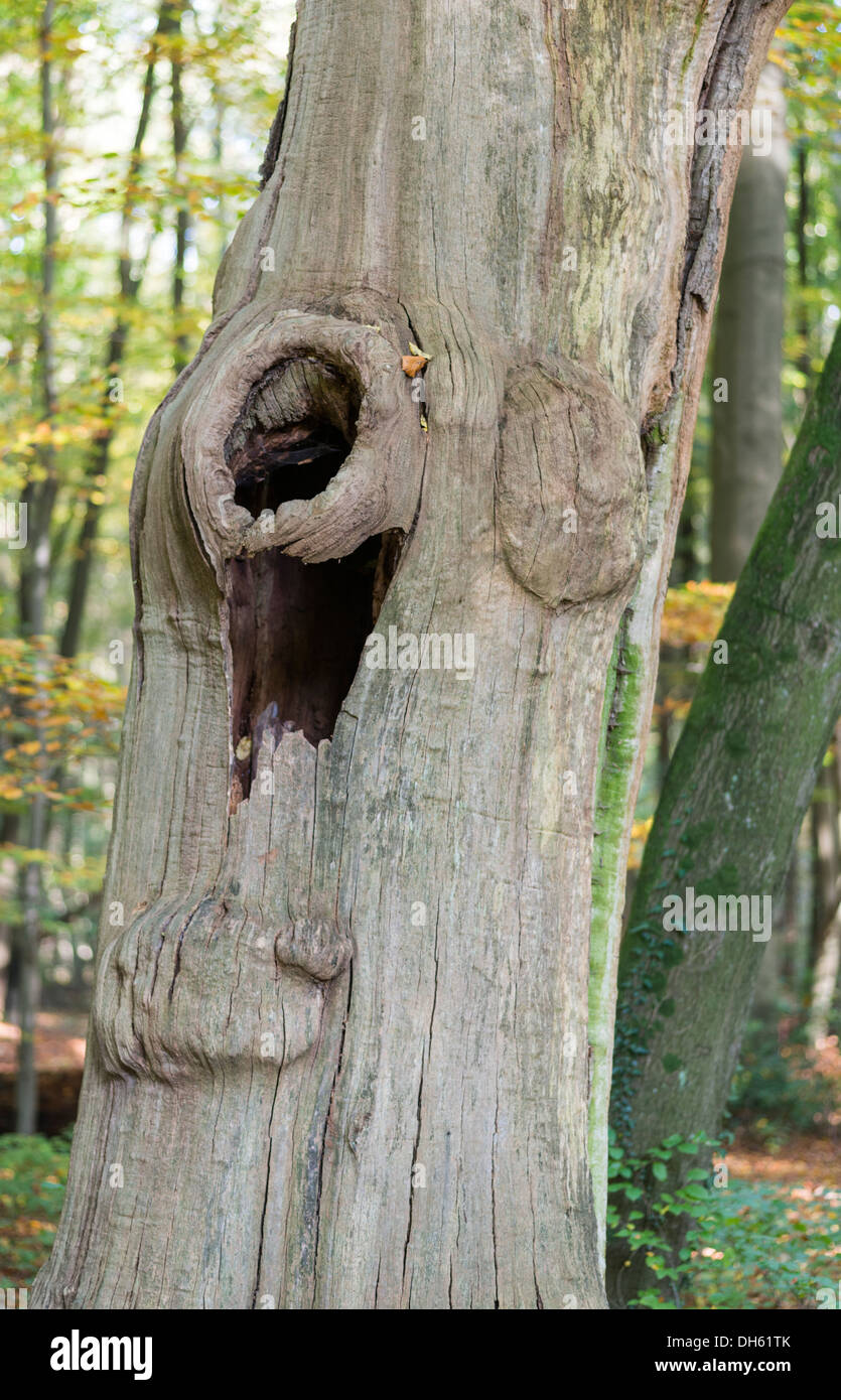 Hole in big old tree hi-res stock photography and images - Alamy