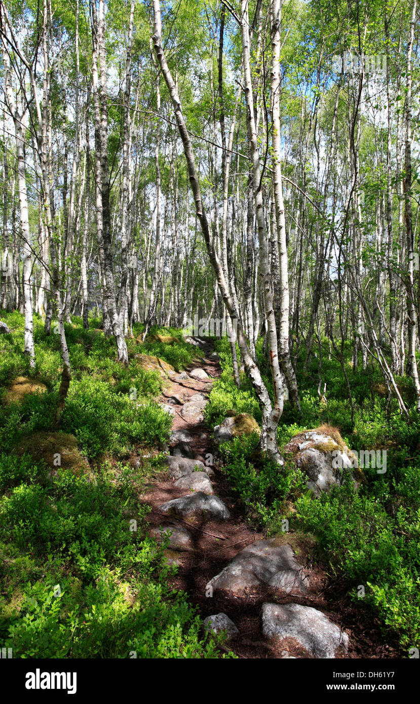 Sunlight dappled path through a Scottish Silver Birch woodland. Near ...