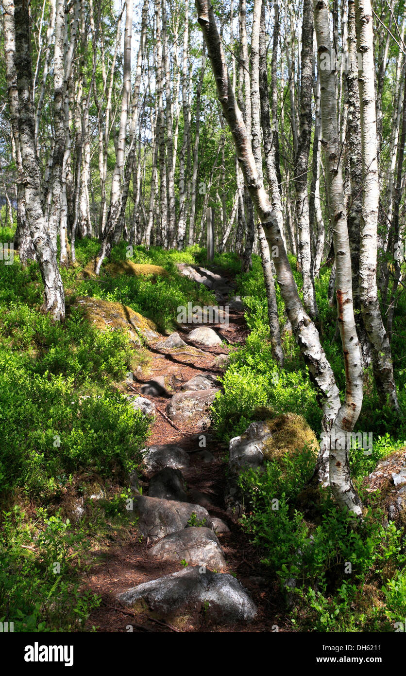 Sunlight dappled path through a Scottish Silver Birch woodland. Near ...