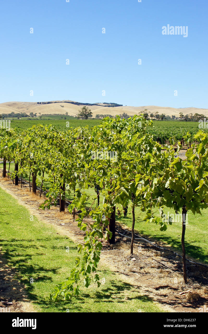 Landscape of Barossa Valley, Australia Stock Photo - Alamy