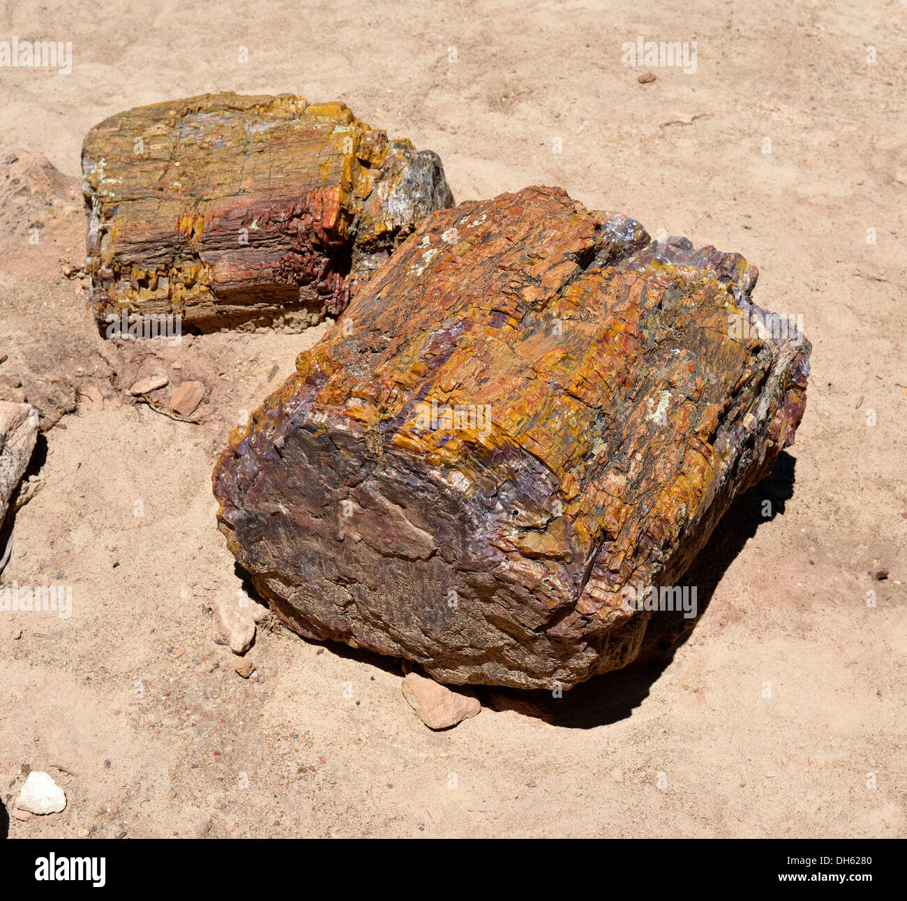 Fossils fossil usa hi-res stock photography and images - Alamy