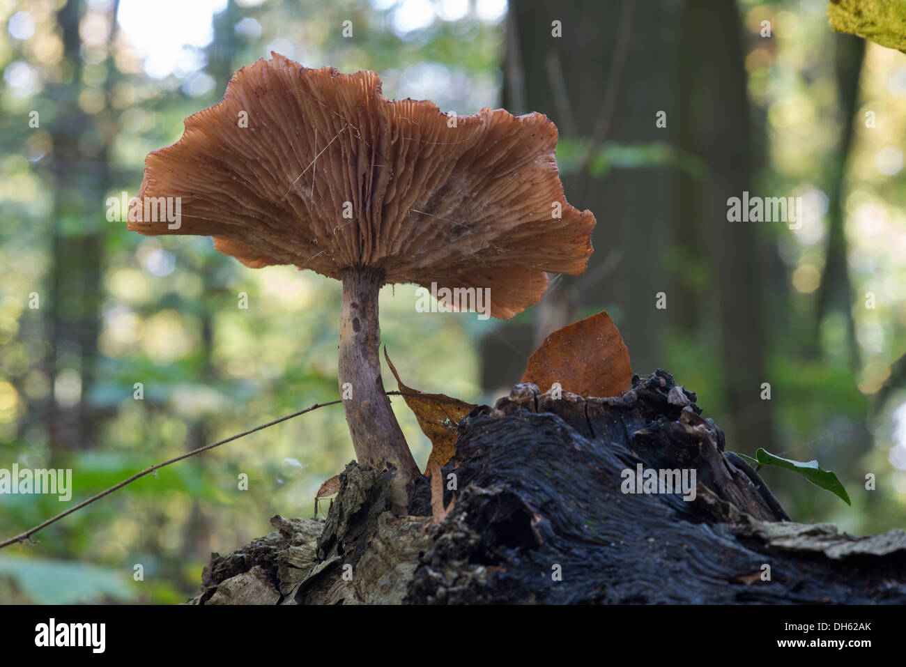 Nature forest plants fungus hi-res stock photography and images - Alamy