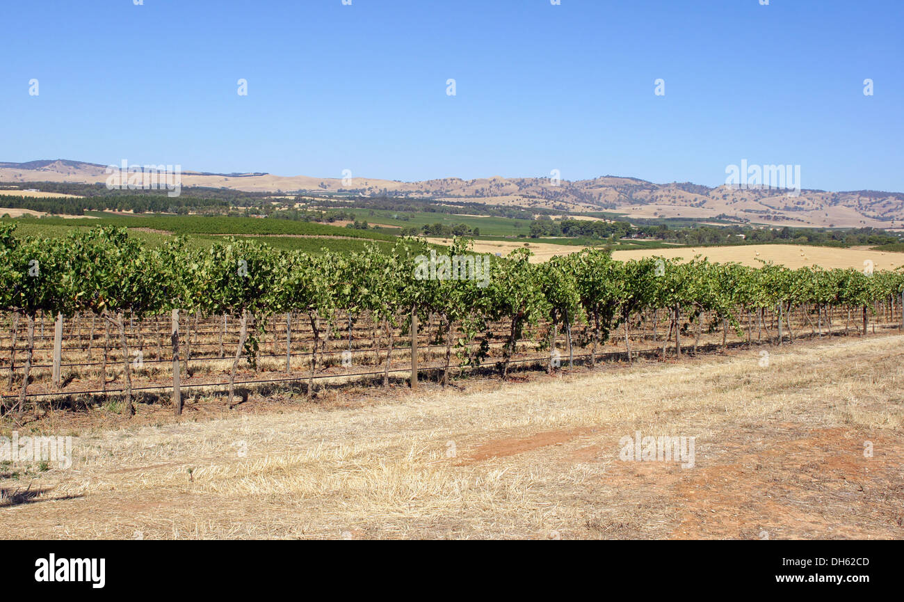 Landscape of Barossa Valley, Australia Stock Photo - Alamy