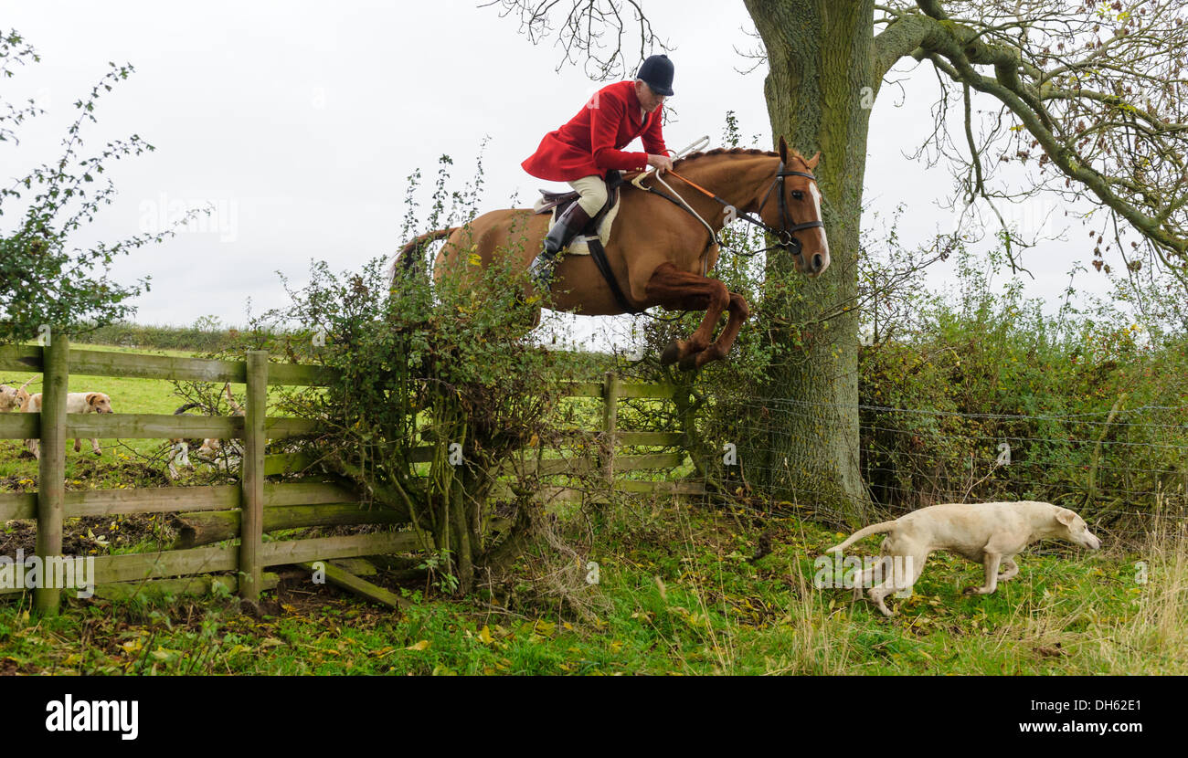 Horse rider jump hedge High Resolution Stock Photography and Images - Alamy