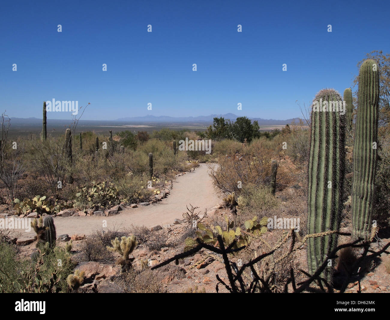 Desert Loop Trail through the outdoor portion of the Arizona-Sonora ...