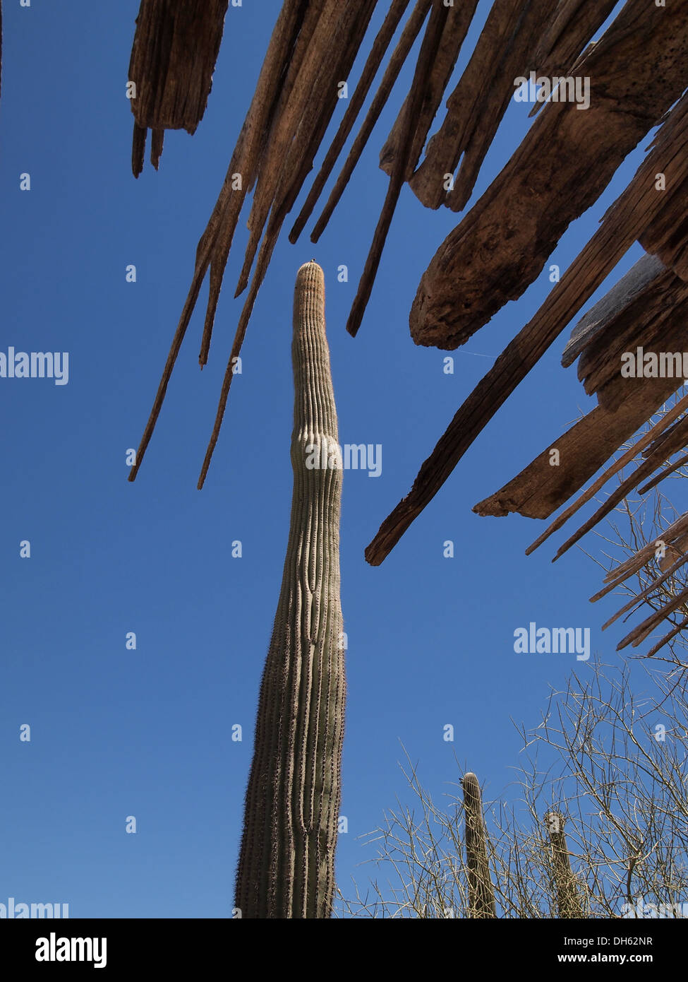 Saguaro spear hi-res stock photography and images - Alamy
