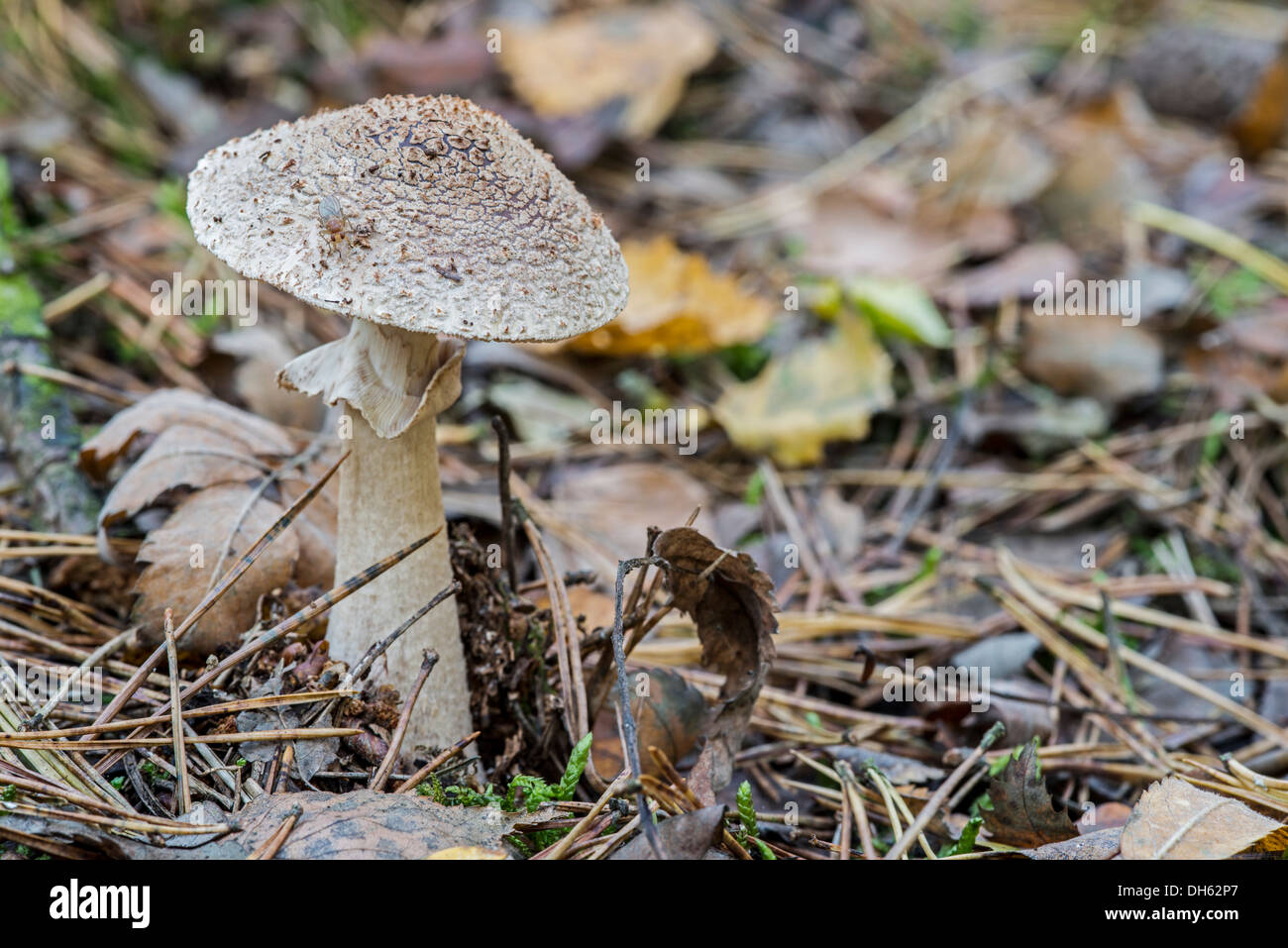 single fungus in autumn forest with leaves Stock Photo - Alamy