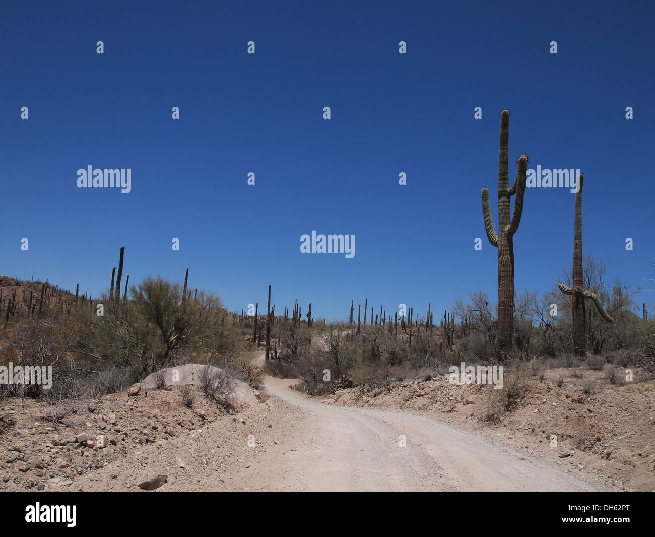 Saguaro and various desert plants along Bajada Loop Drive at Saguaro ...