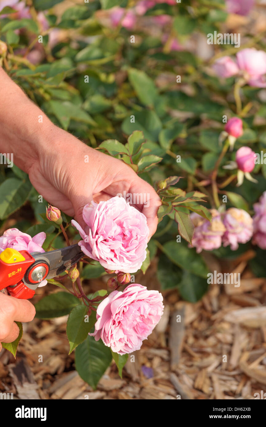 Dead woman hi-res stock photography and images - Alamy