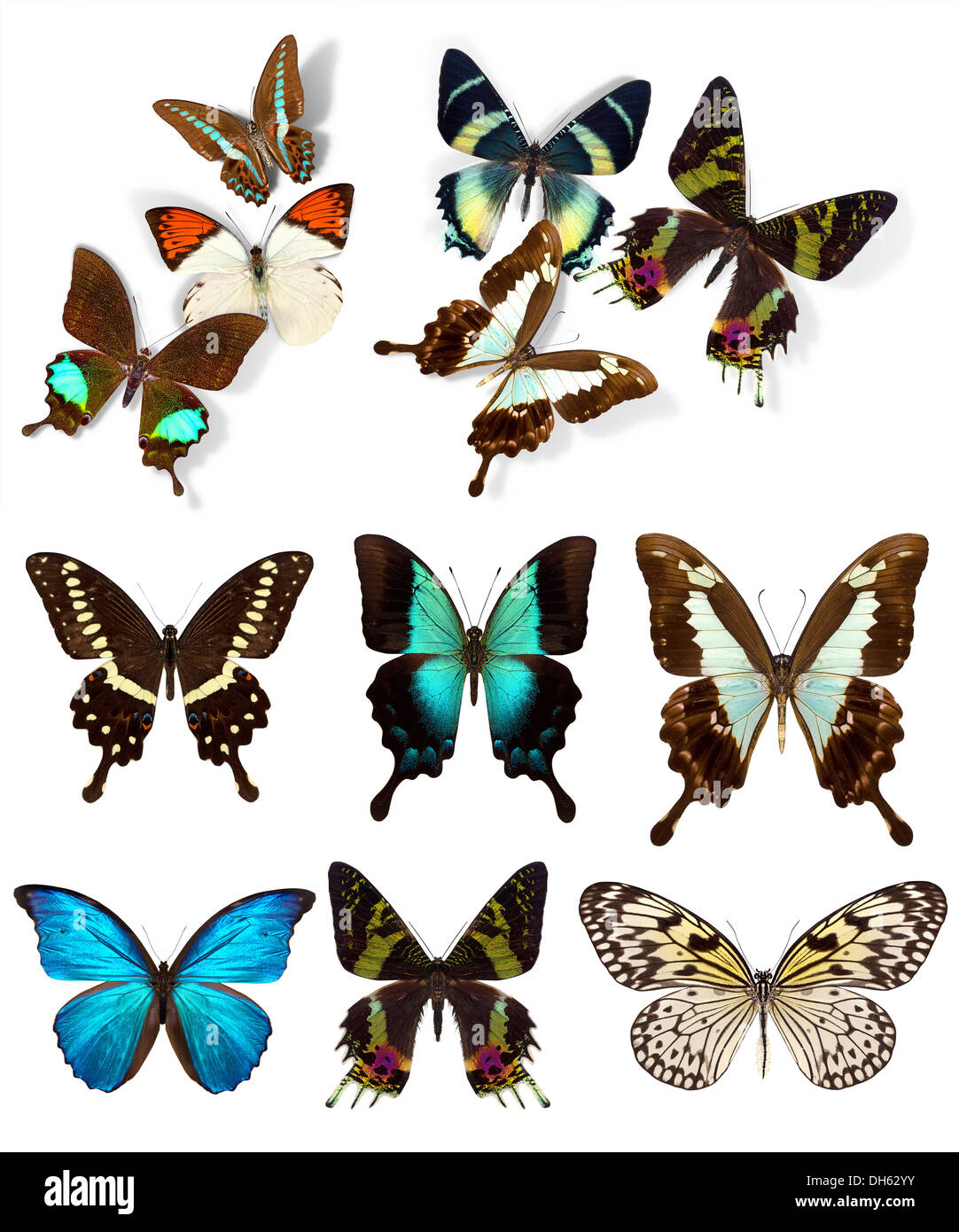 Many different beautiful butterflies on white background Stock Photo ...