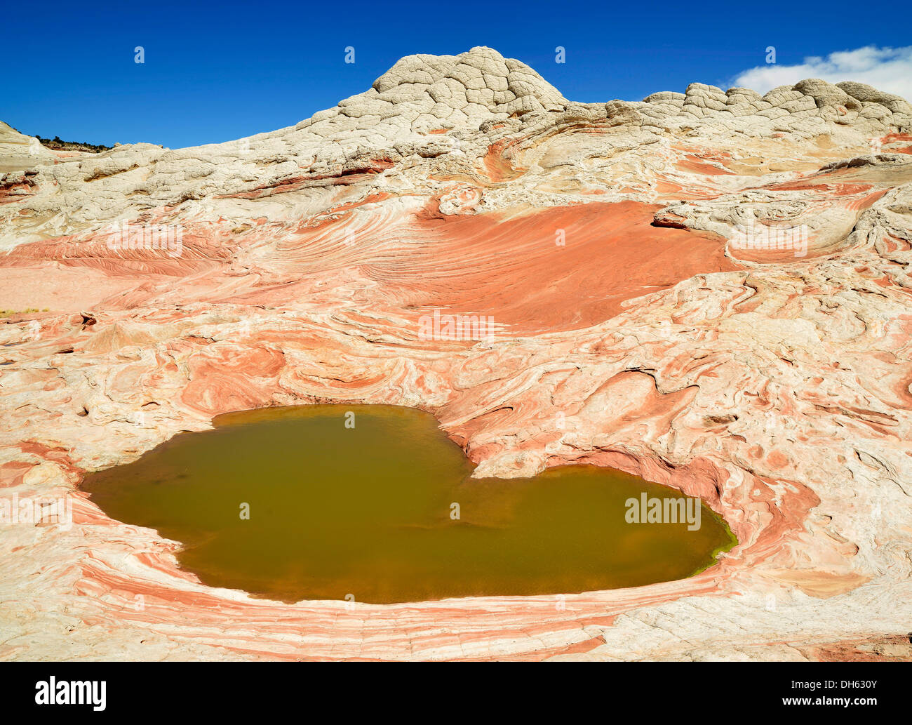 Brain Rocks at White Pocket, eroded Navajo sandstone rocks with ...