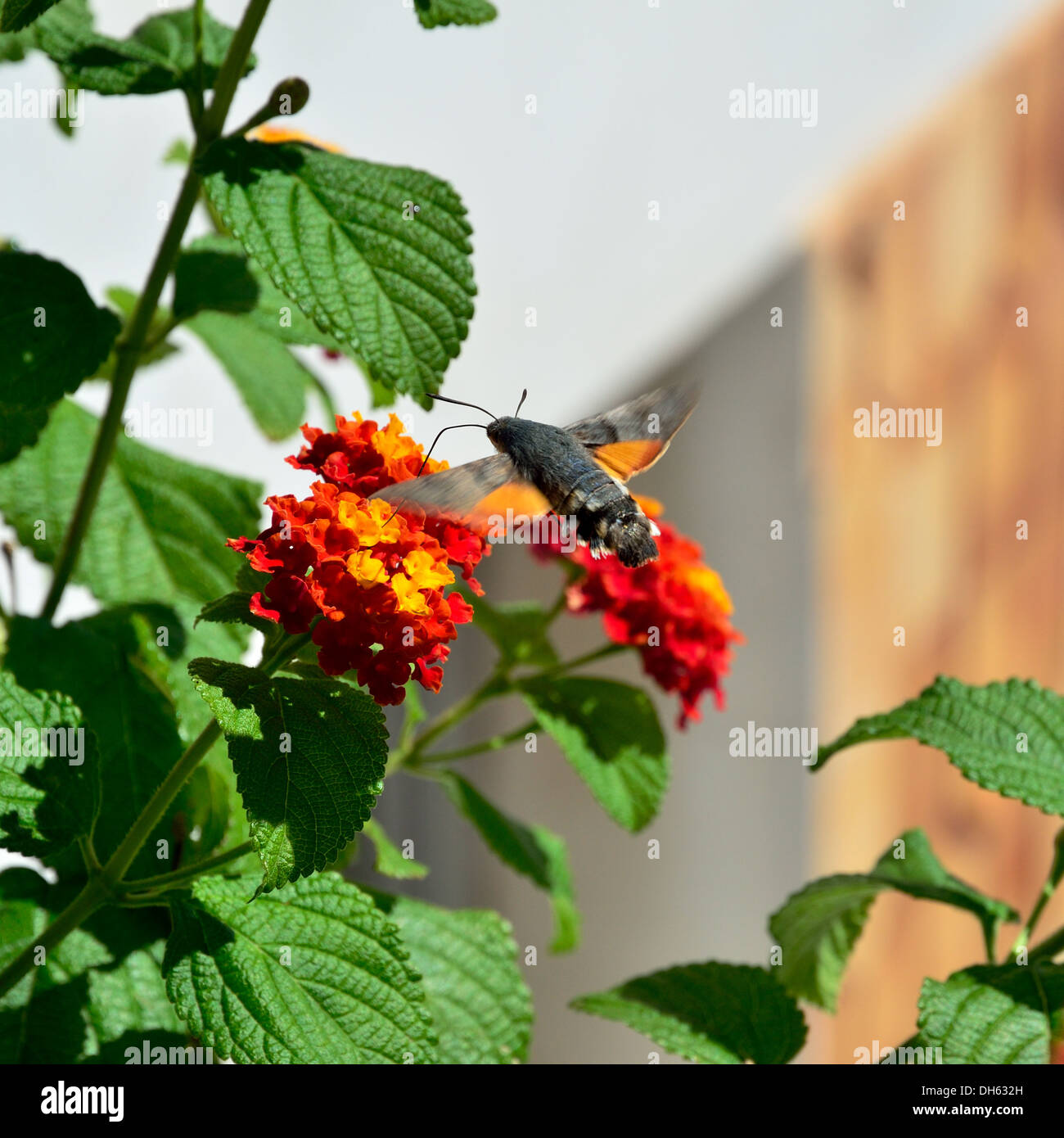 Humingbird Hawk Moth in flight, south of France Stock Photo - Alamy