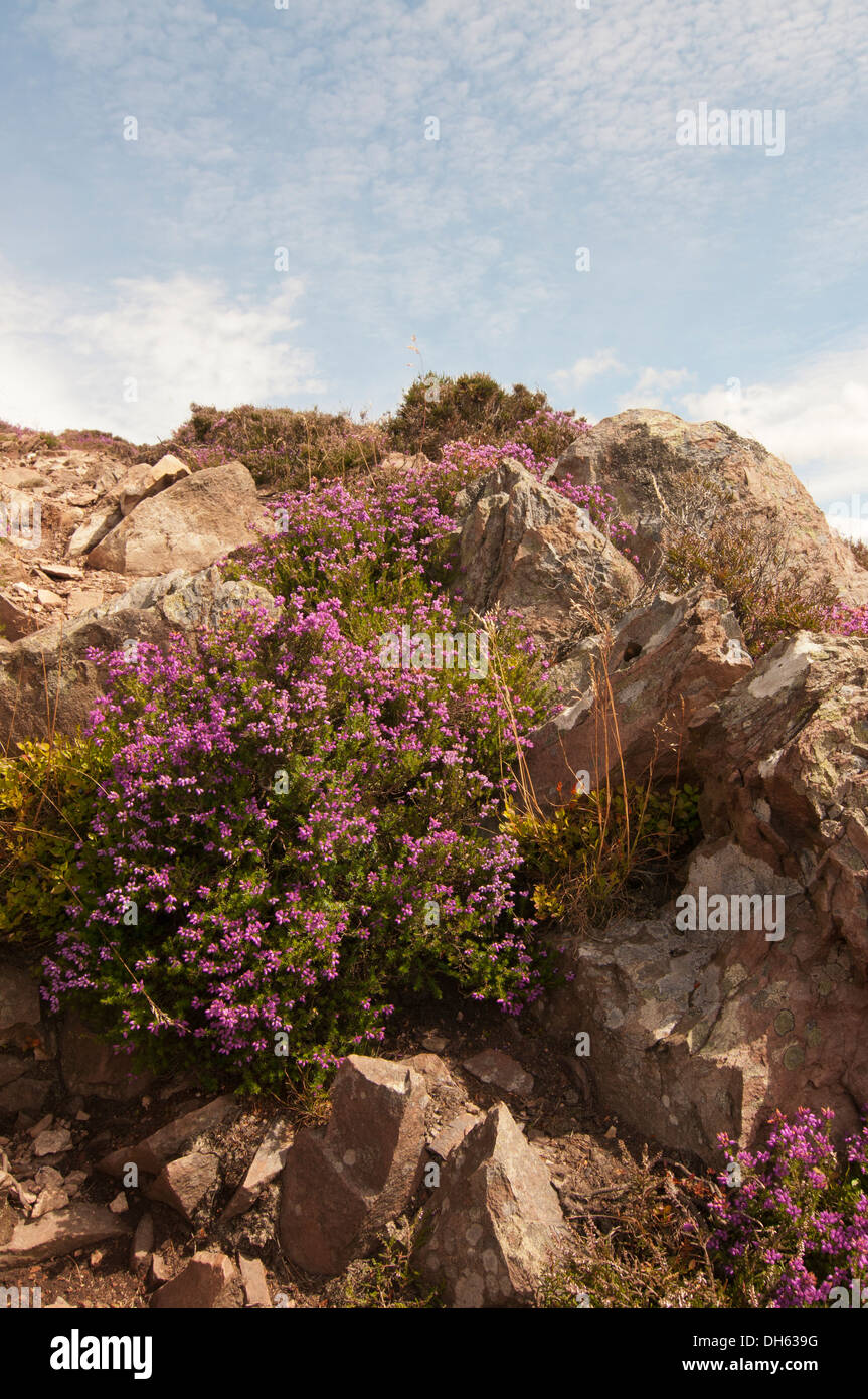 Heather erica hi-res stock photography and images - Alamy