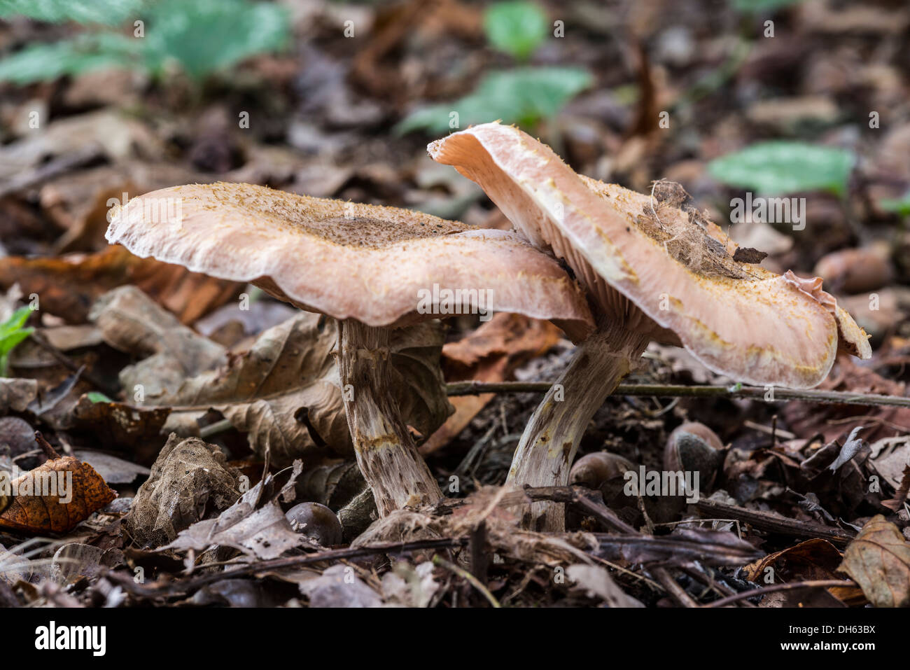 single fungus in autumn forest with leaves Stock Photo - Alamy