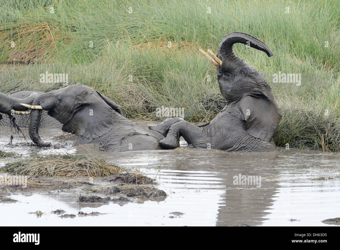 Young elephants playing in a water pool Stock Photo - Alamy