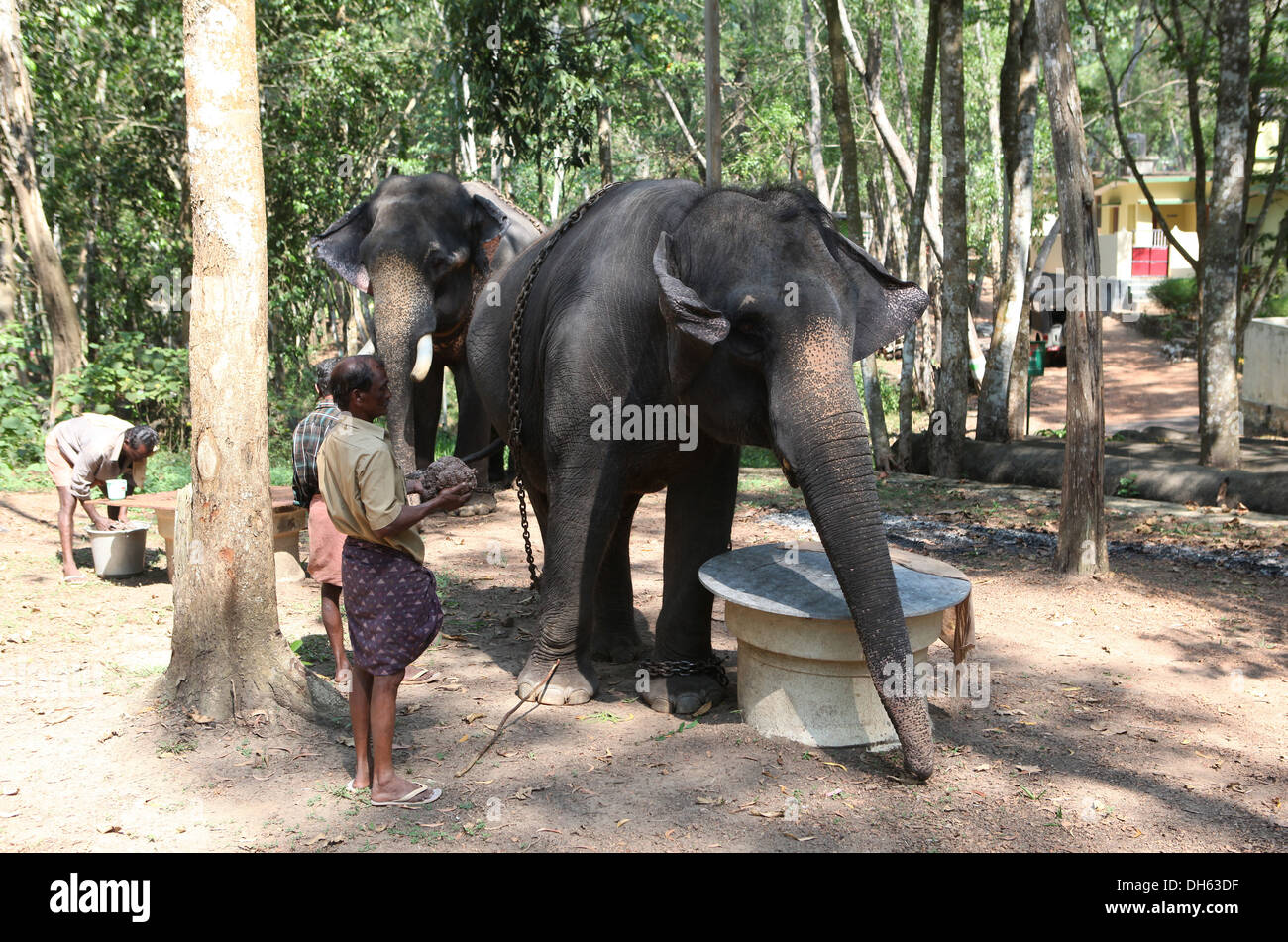 Mahout man with his elephant hi-res stock photography and images - Alamy