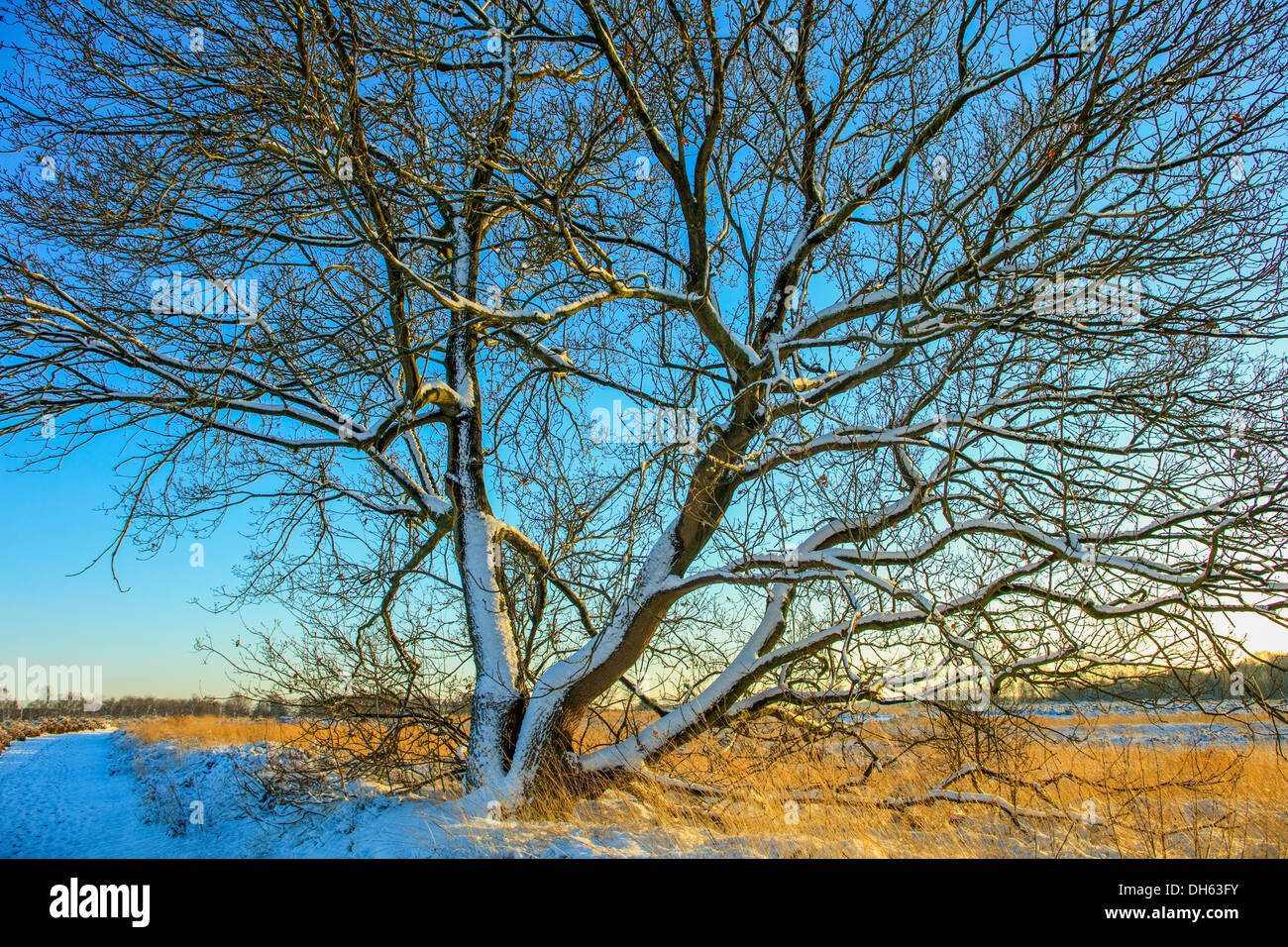 Snow covered tree on the Dutch heath Stock Photo - Alamy