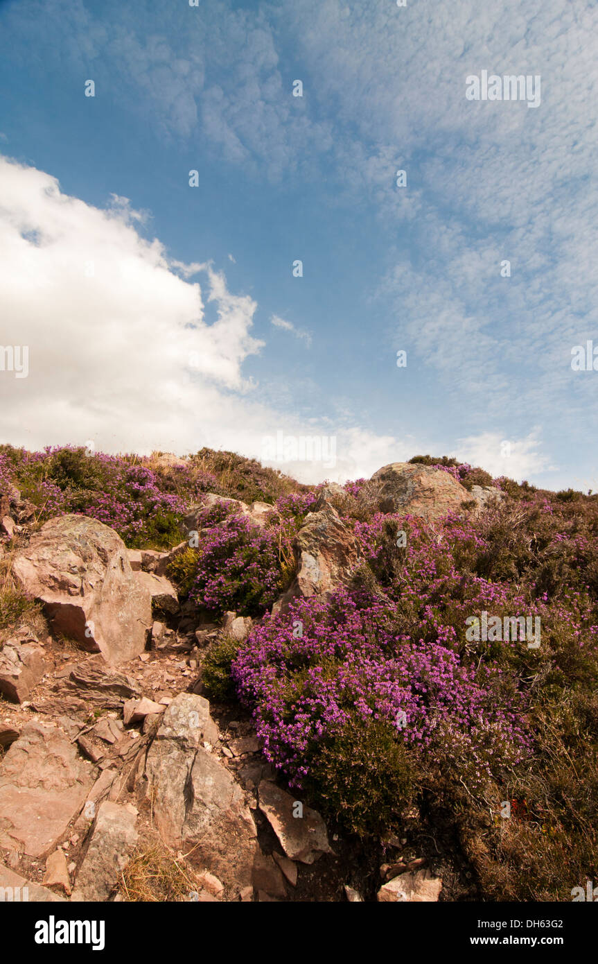 Cross leaved heather (Erica tetralix) amongst rocks and boulders on the ...