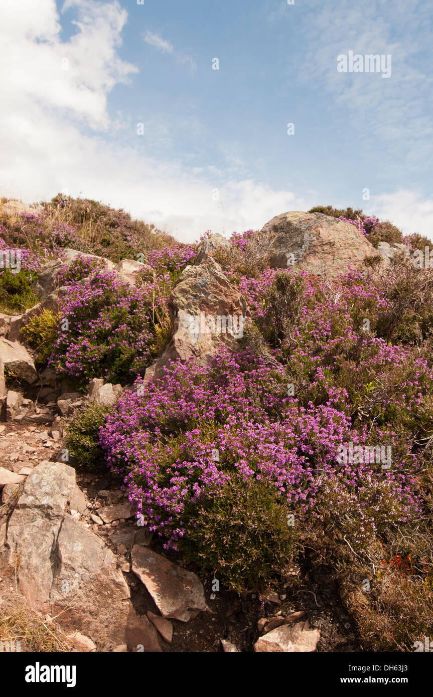 Cross leaved heather (Erica tetralix) amongst rocks and boulders on the ...