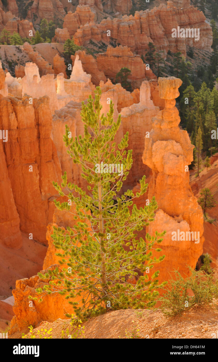 Thors hammer rock formation hi-res stock photography and images - Alamy