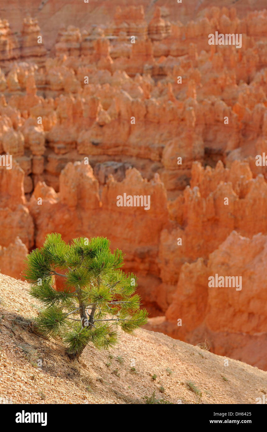 Rock formations and hoodoos at sunset, Sunset Point, Bryce Canyon ...