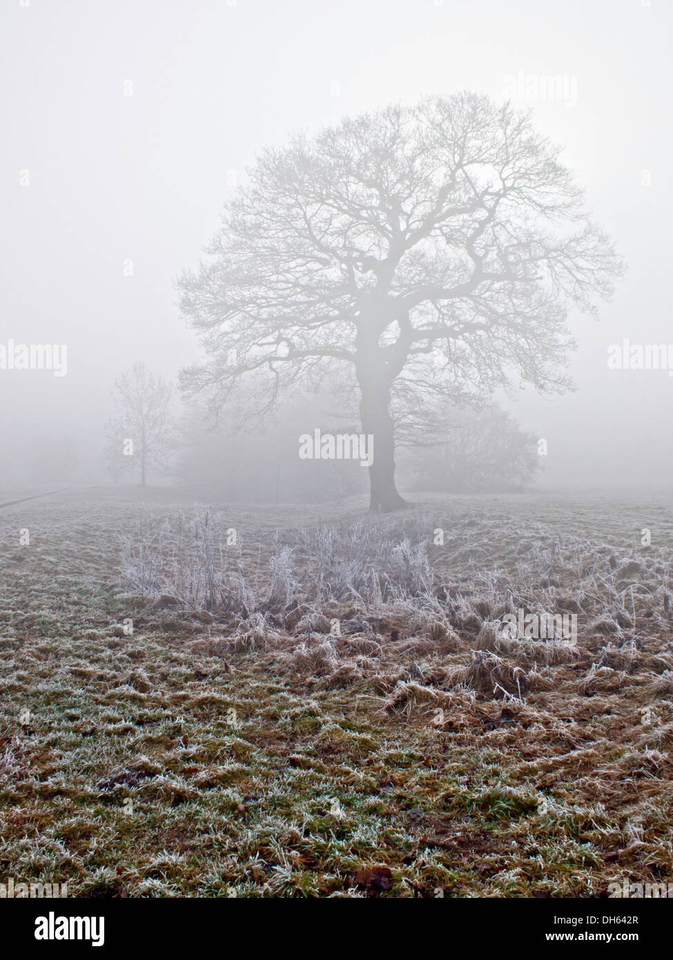 Winter trees in thick fog at Worden Park, Leyland, Lancashire, UK Stock ...