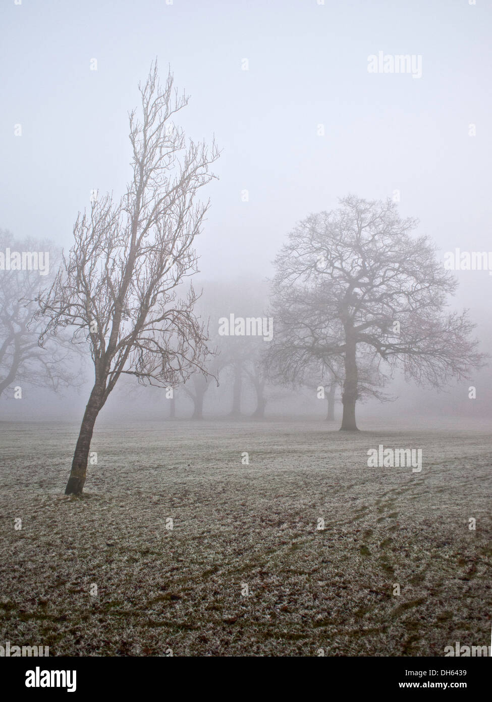 Winter trees in thick fog at Worden Park, Leyland, Lancashire, UK Stock ...