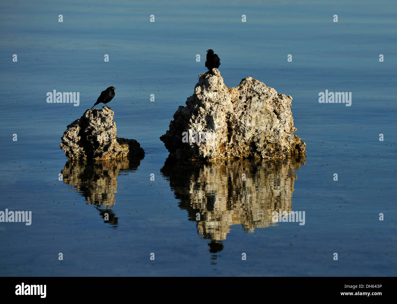 Birds and shore flies (Ephydra hians), Tufa Rocks, calc-tuff rock ...