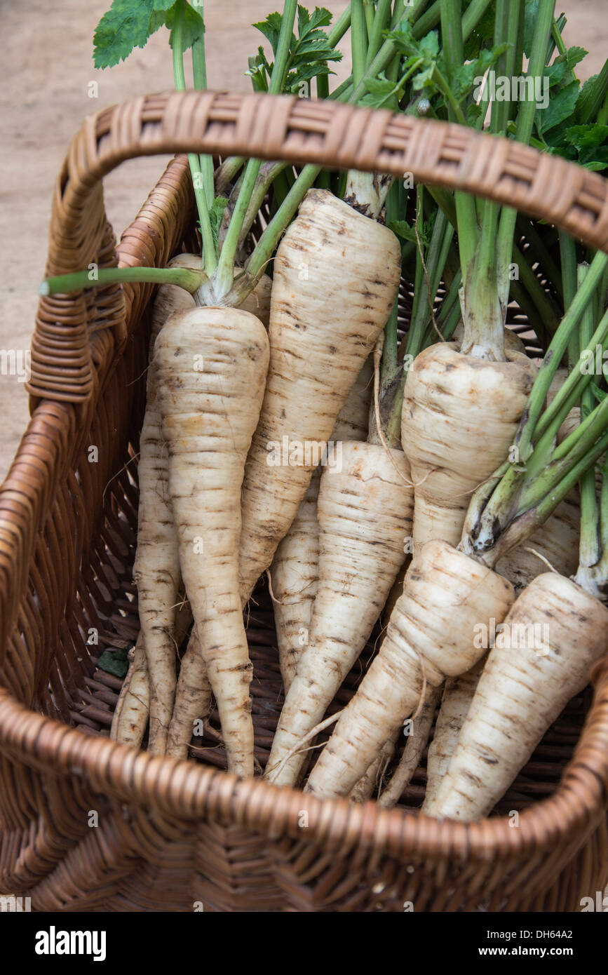 Parsnips in a wicker basket Stock Photo - Alamy