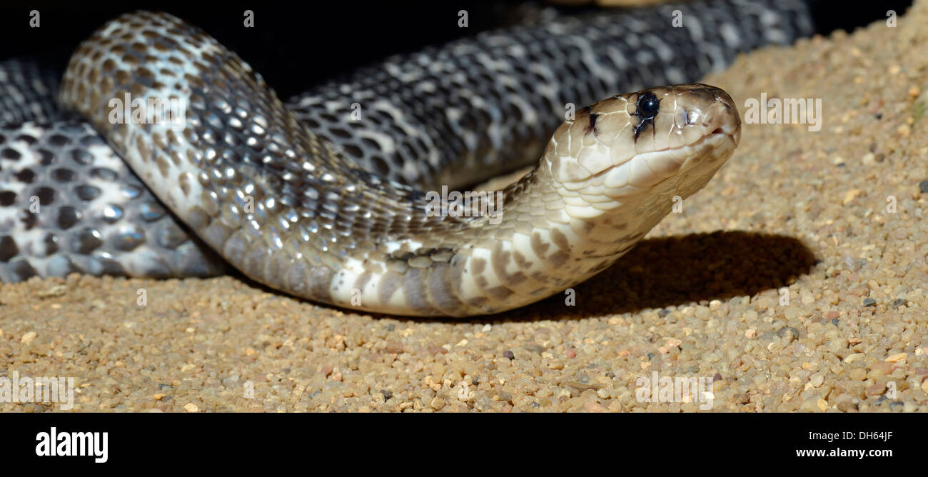 Indian cobra hi-res stock photography and images - Alamy