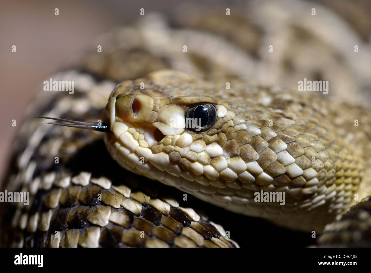 Mexican west coast rattlesnake hi-res stock photography and images - Alamy