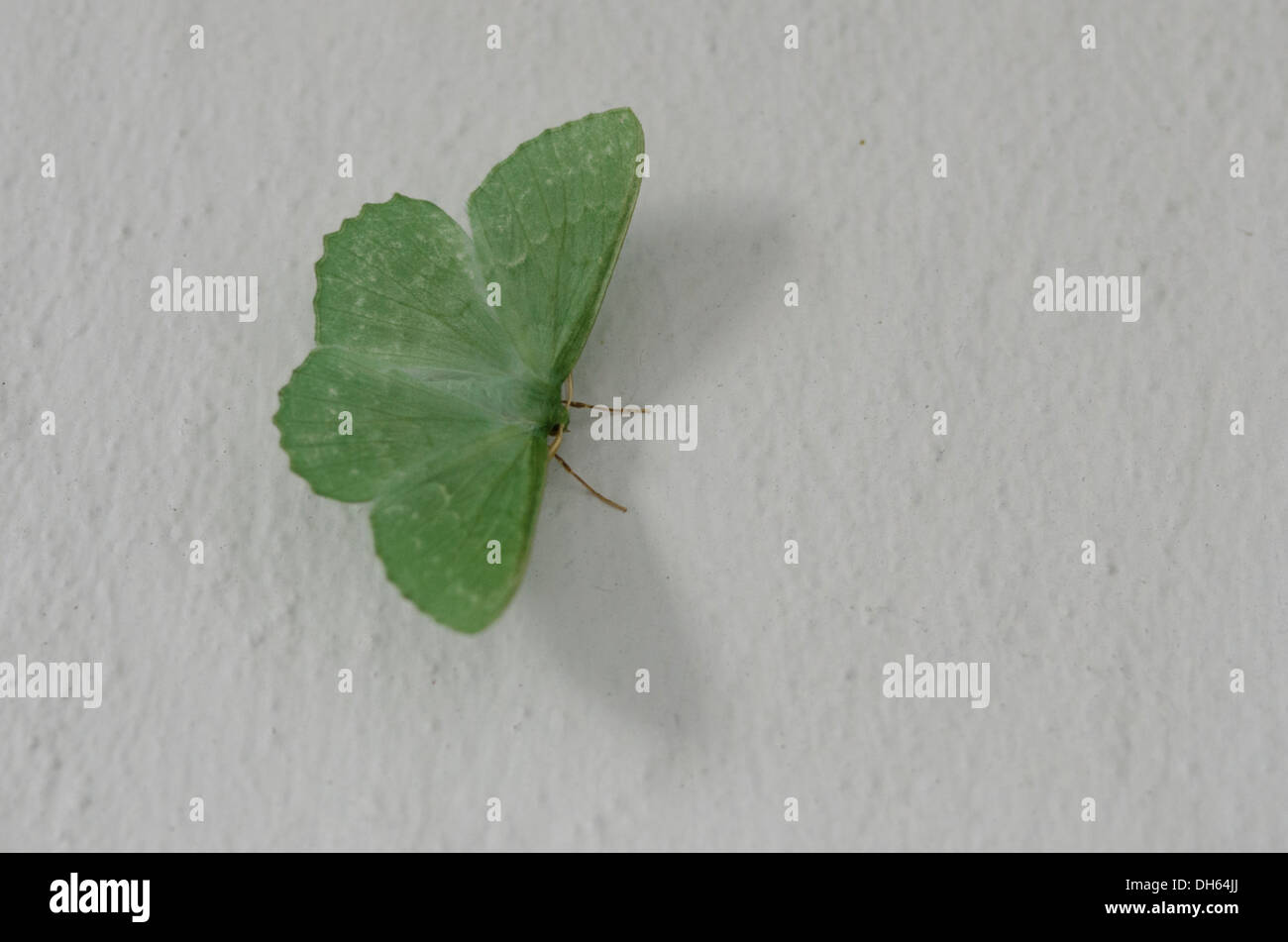 Large Emerald moth [Geometra papilionaria] on white painted wall ...