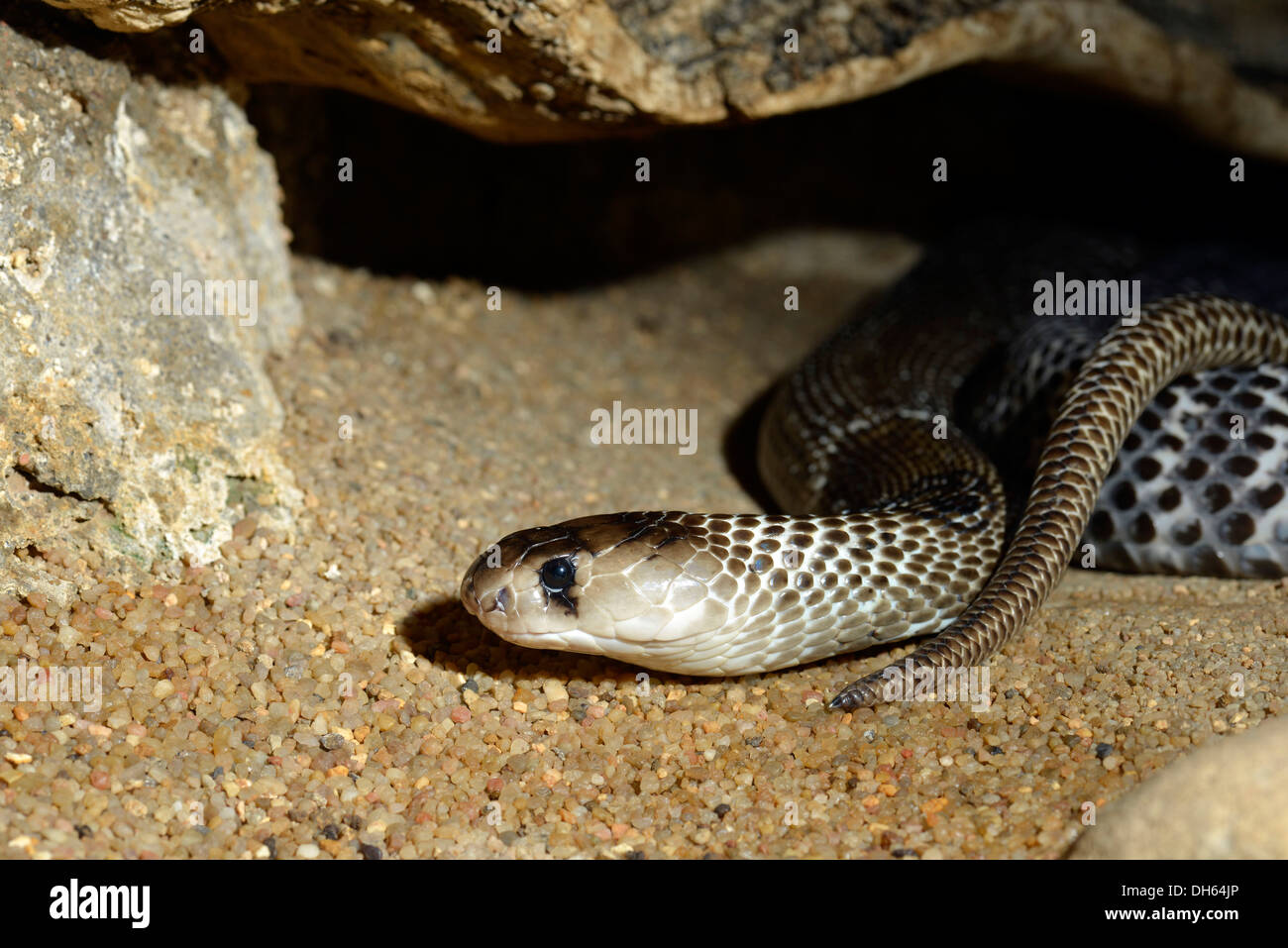 Poisonous Indian Cobra (Naja naja naja), native to India, Indonesia and ...