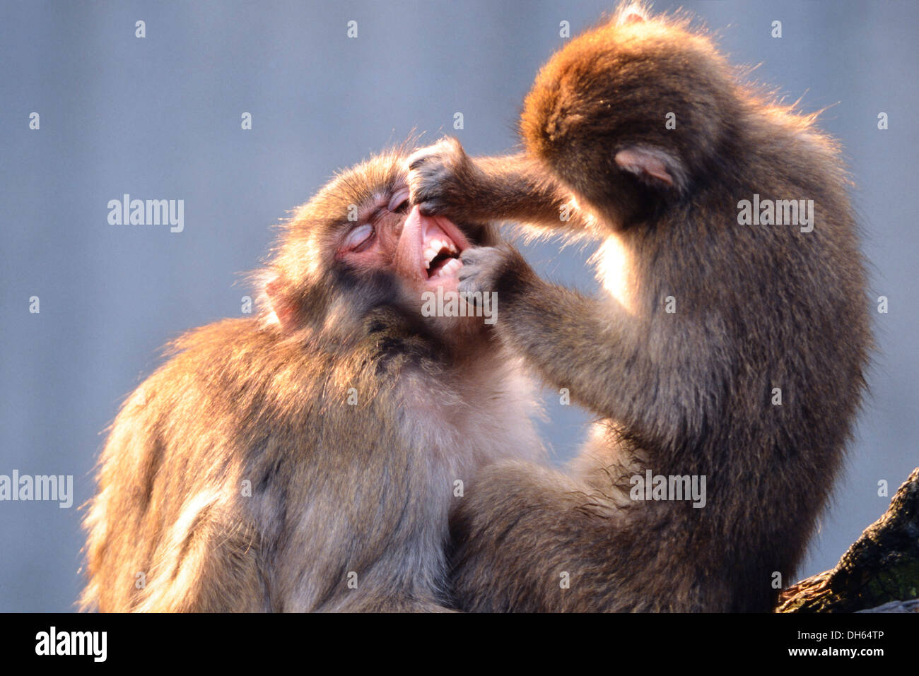 Japanese macaque or Snow monkeys (Macaca fuscata), during mutual dental ...