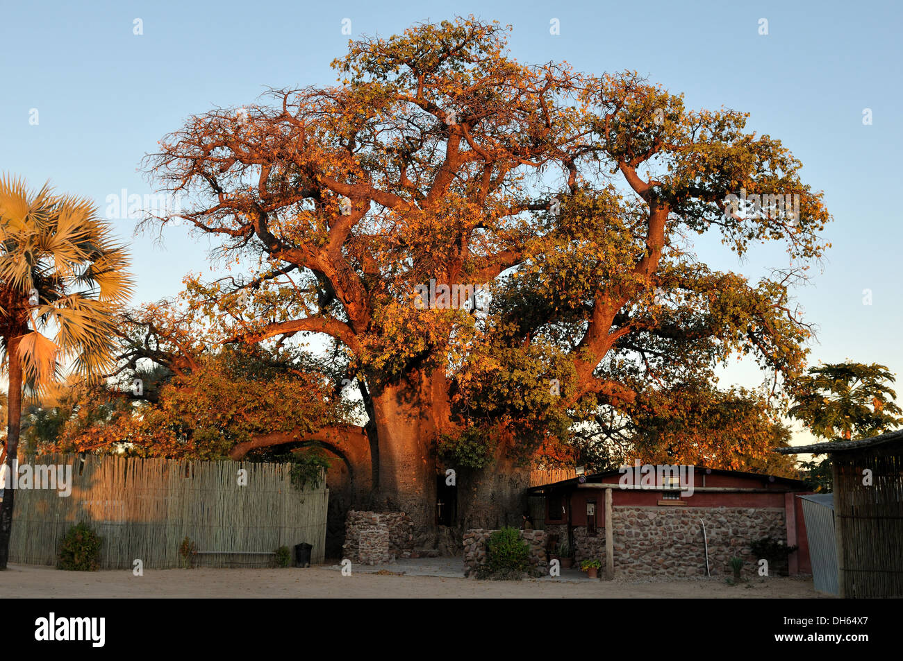 Hollow baobab tree africa hi-res stock photography and images - Alamy