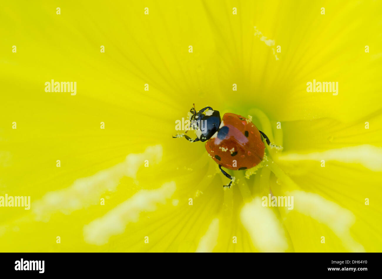 Ladybird Food Stock Photos & Ladybird Food Stock Images - Alamy