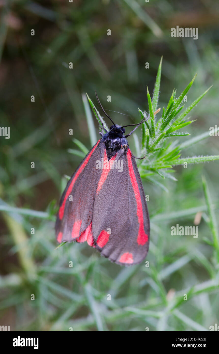 Cinnabar Moth [Tyria jacobaeae] adult. Sussex, July Stock Photo - Alamy