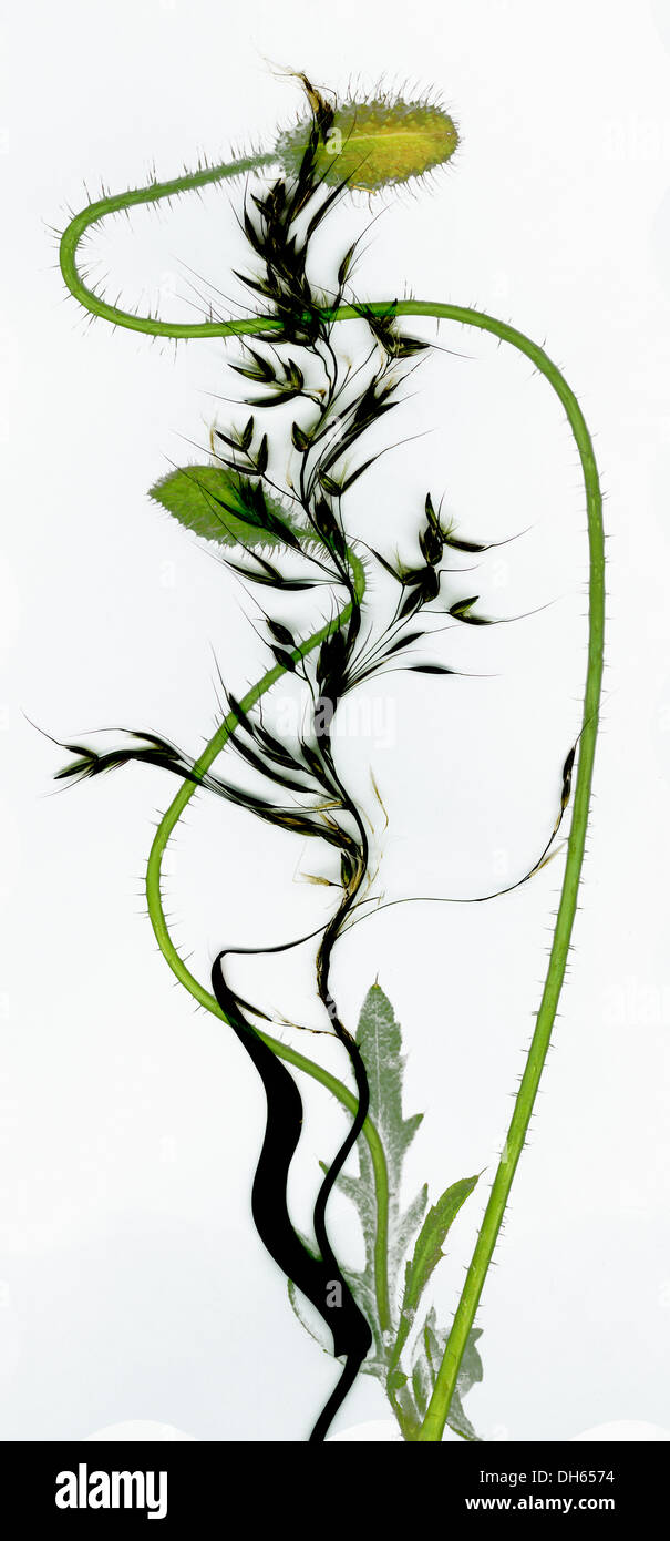 beautiful fine art interpretation of poppies and grass Jane Ann Butler ...