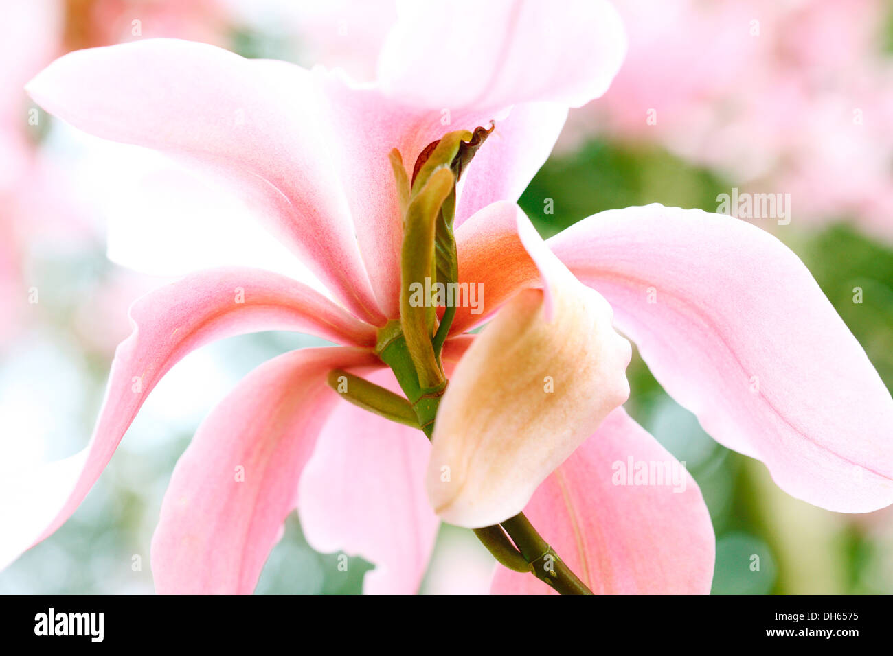 Magnolia tree full bloom hi-res stock photography and images - Alamy