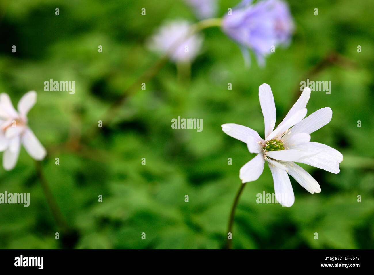 early spring flowers anemone appenine white and blue, beautiful daisy ...