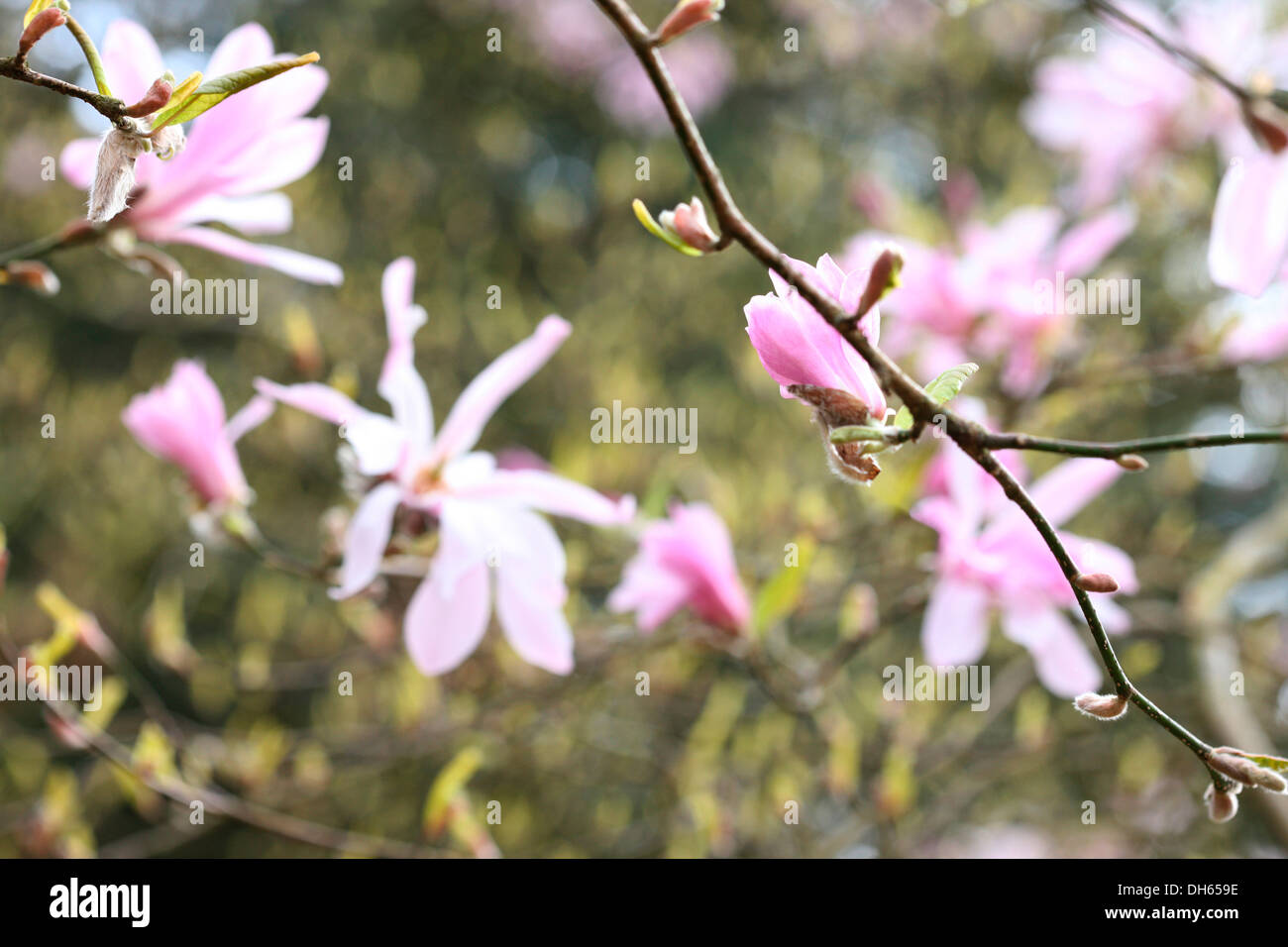 Magnolia tree full bloom hi-res stock photography and images - Alamy