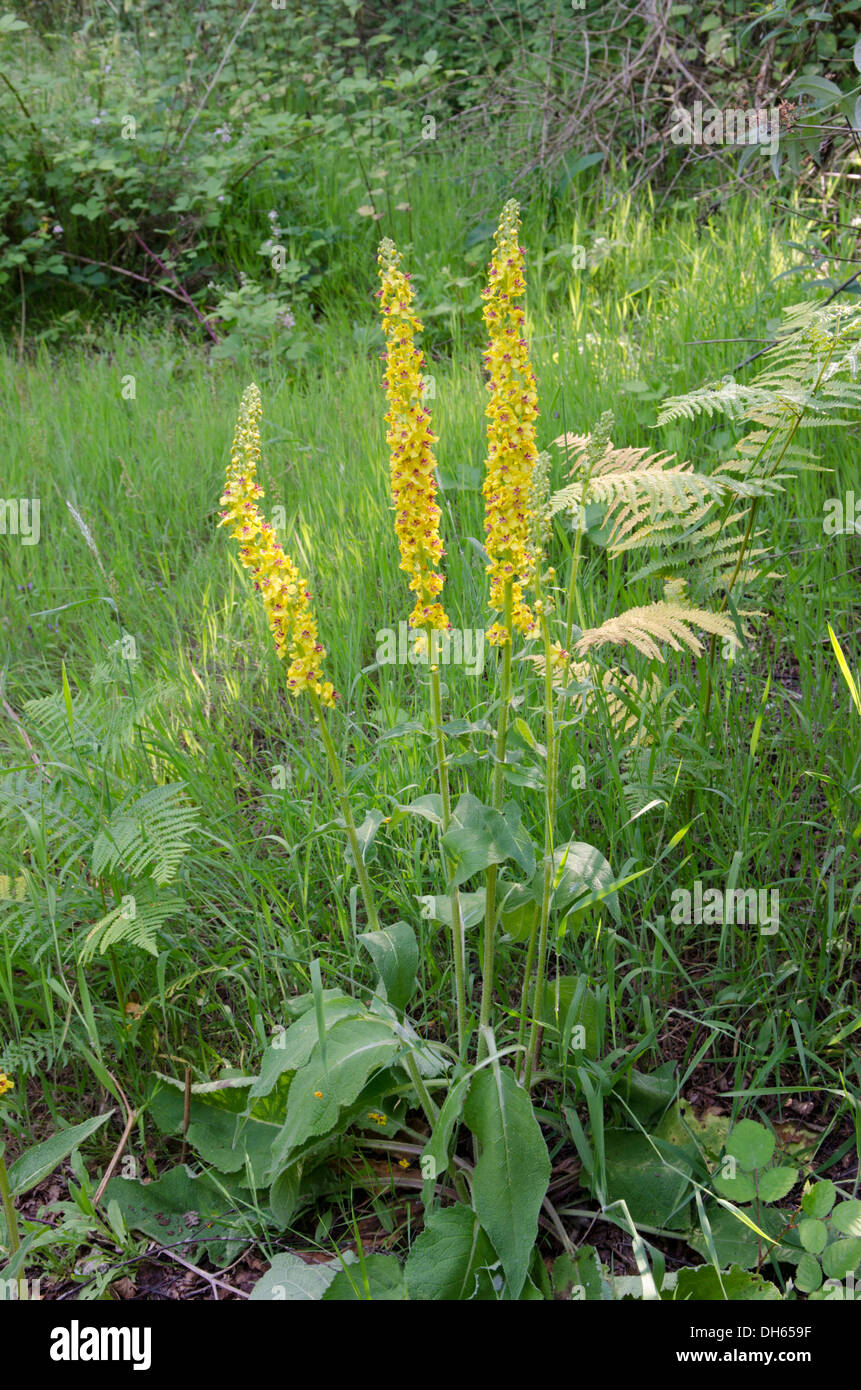 Dark Mullein [Verbascum nigrum] Sussex, UK. July Stock Photo - Alamy