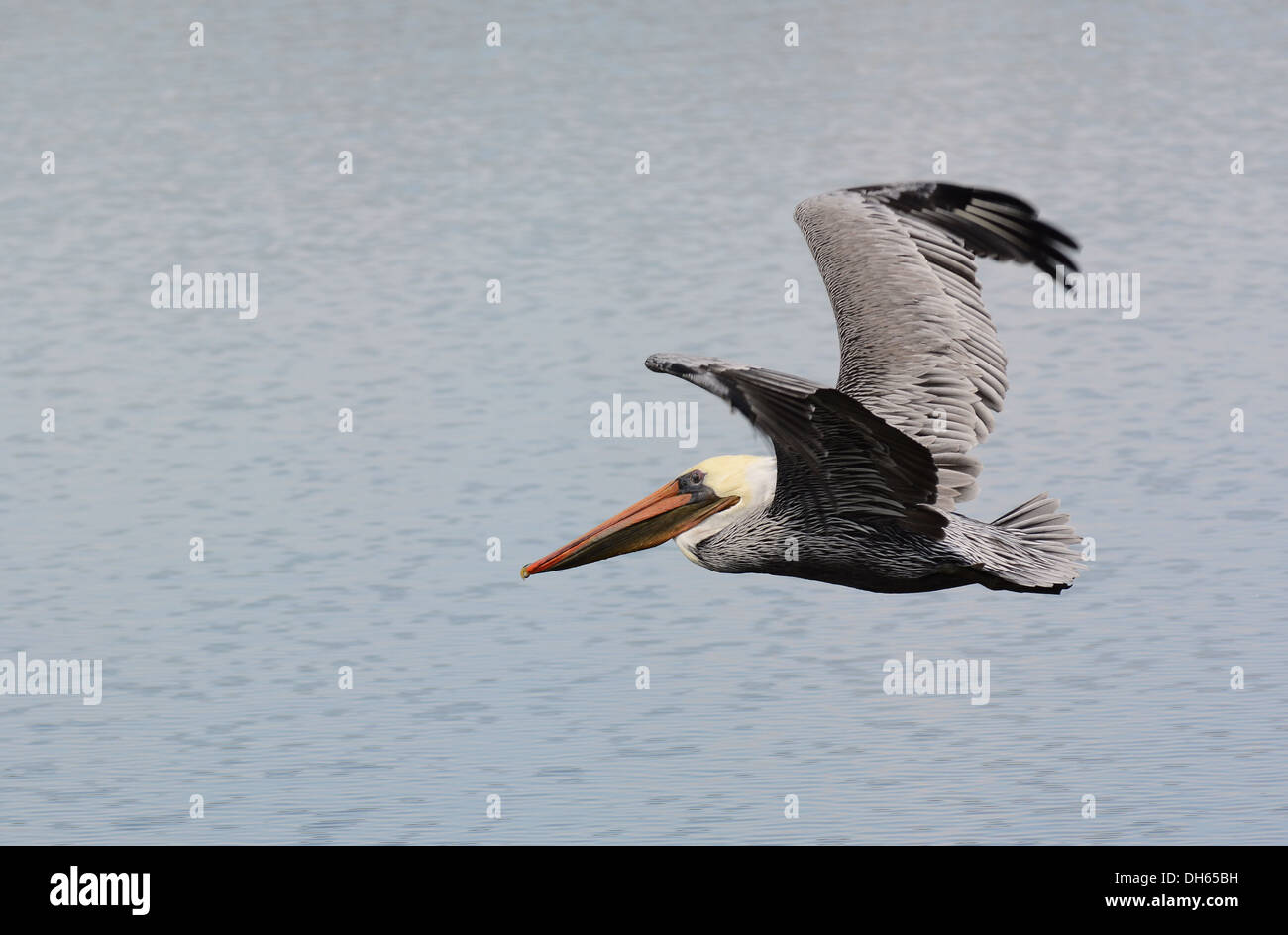 Brown Pelicans, Pelecanus occidentalis, live along southern and western ...