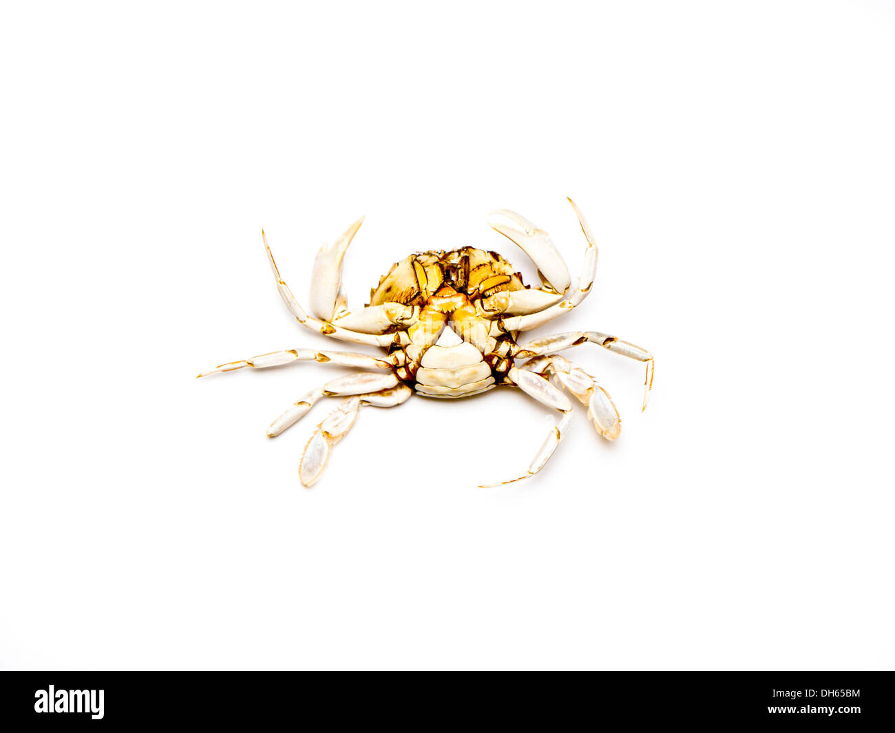 Jumbo crab legs hi-res stock photography and images - Alamy