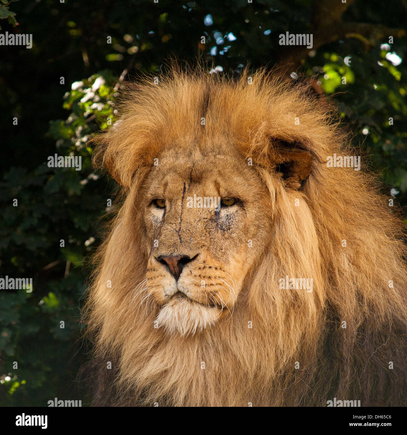 Lion male mane hi-res stock photography and images - Alamy