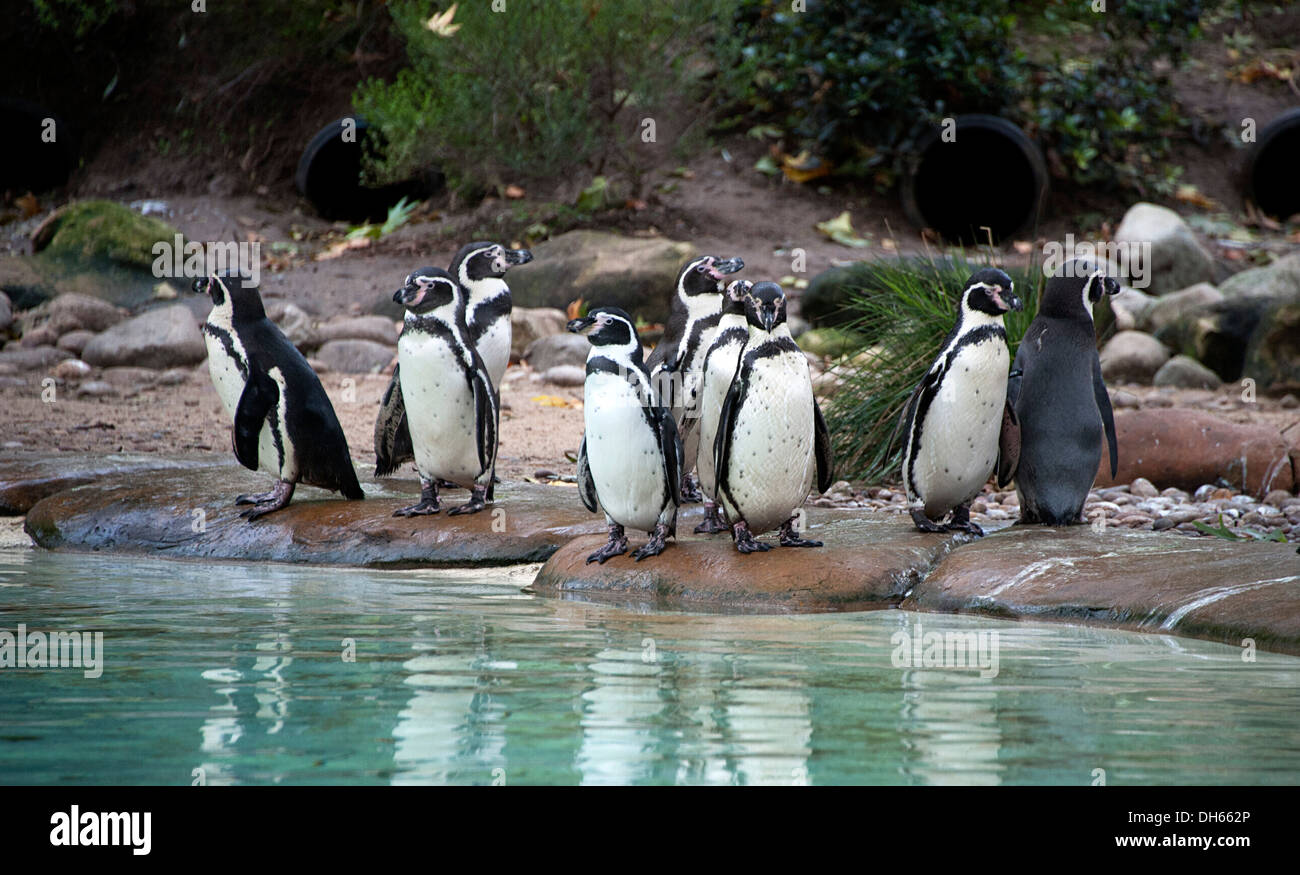 Penguins standing beside the pool at home in penguin beach, London Zoo ...