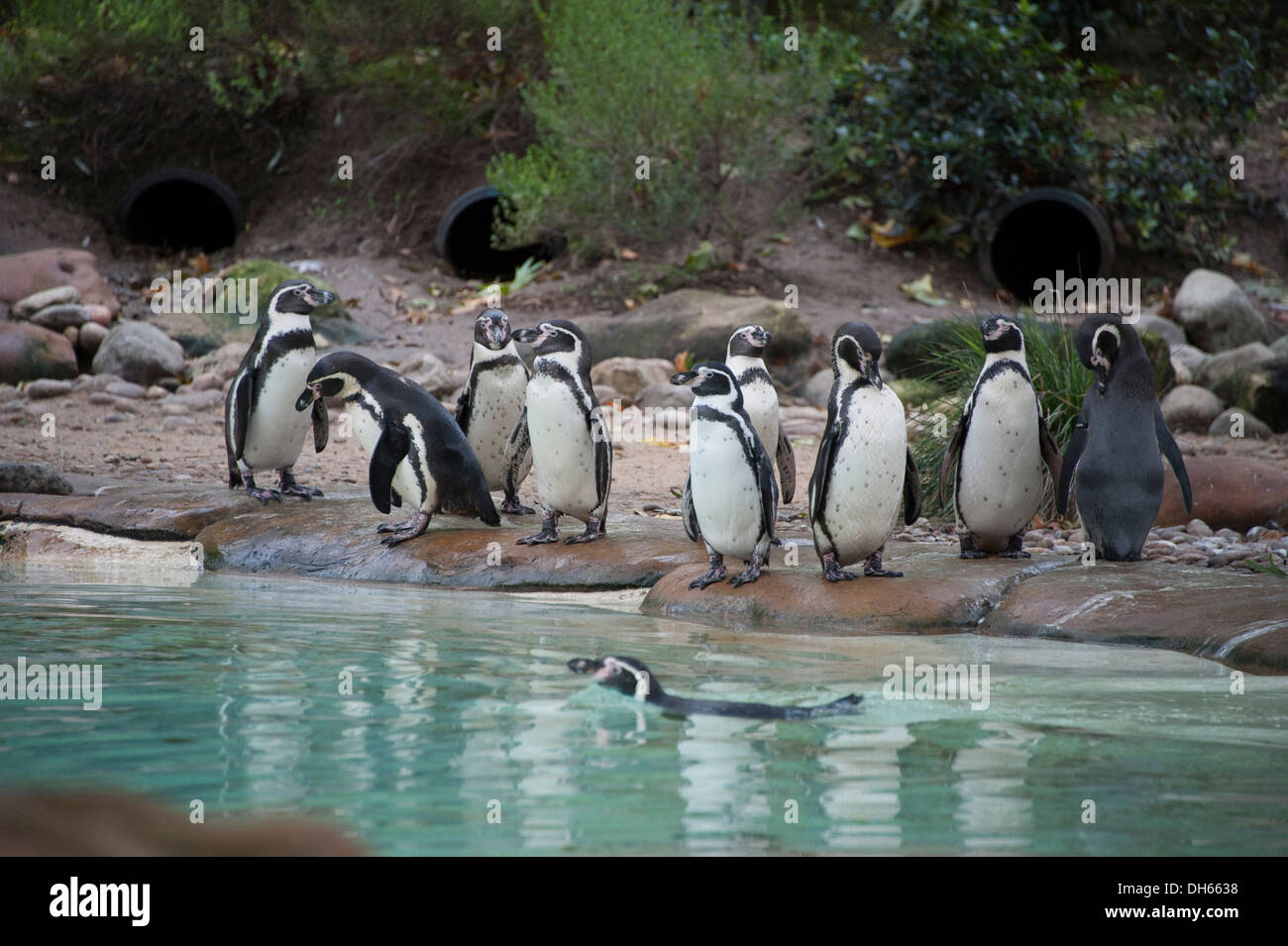 Penguins standing beside the pool at home in penguin beach, London Zoo ...
