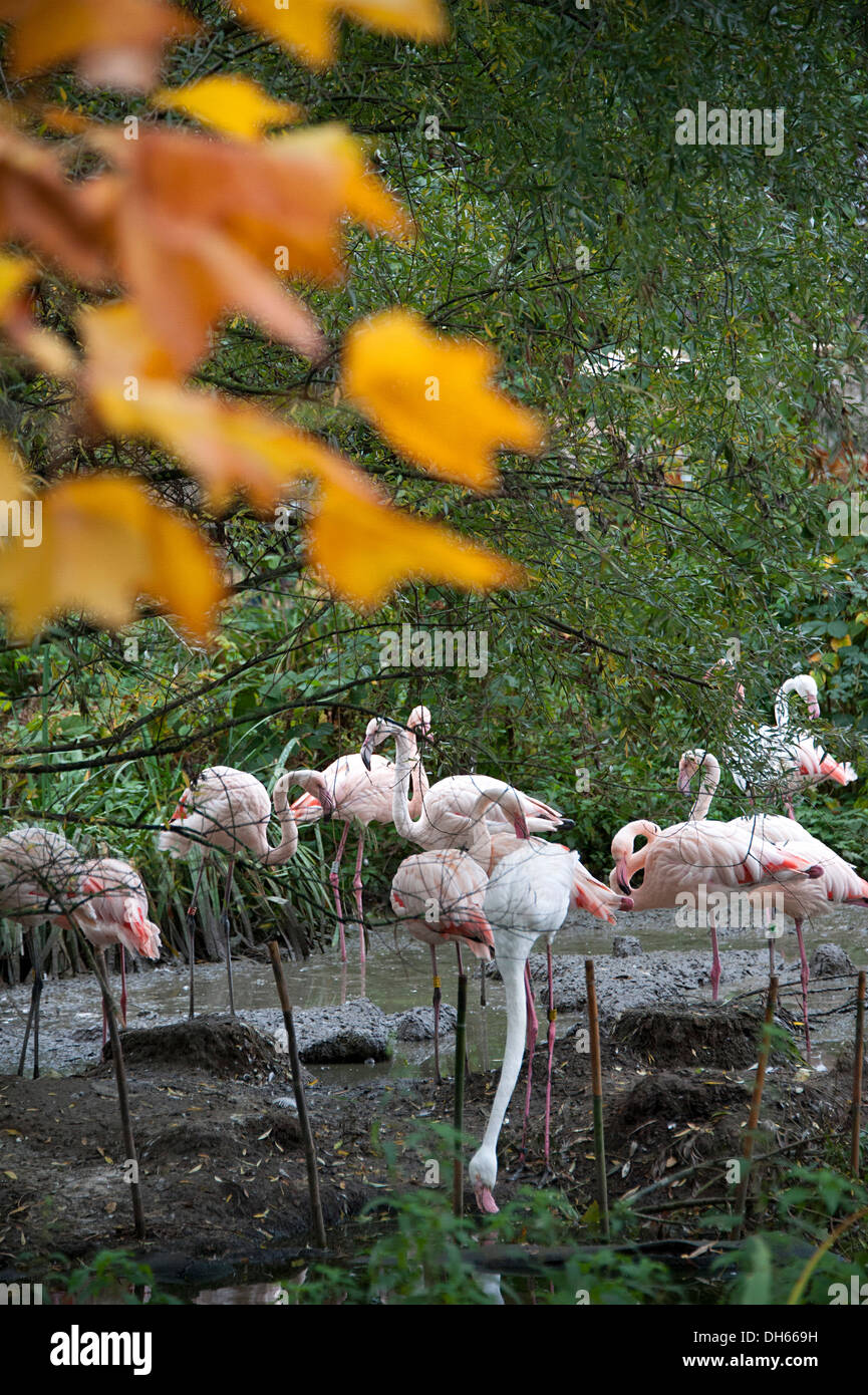Home of london zoo hi-res stock photography and images - Alamy