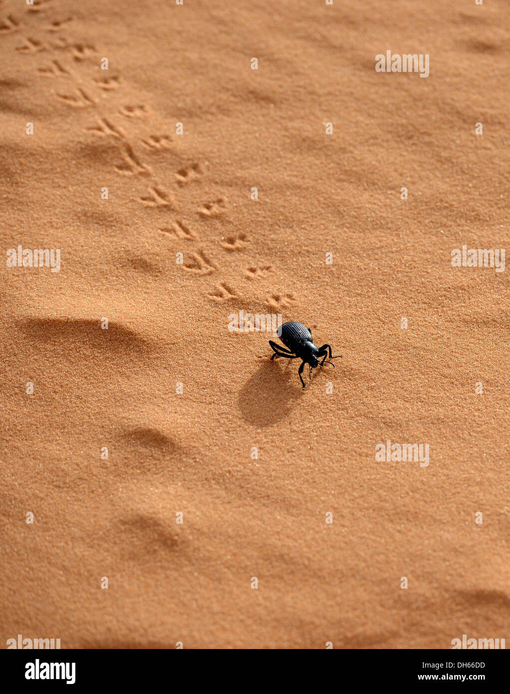 Sand Puppy Insect Utah