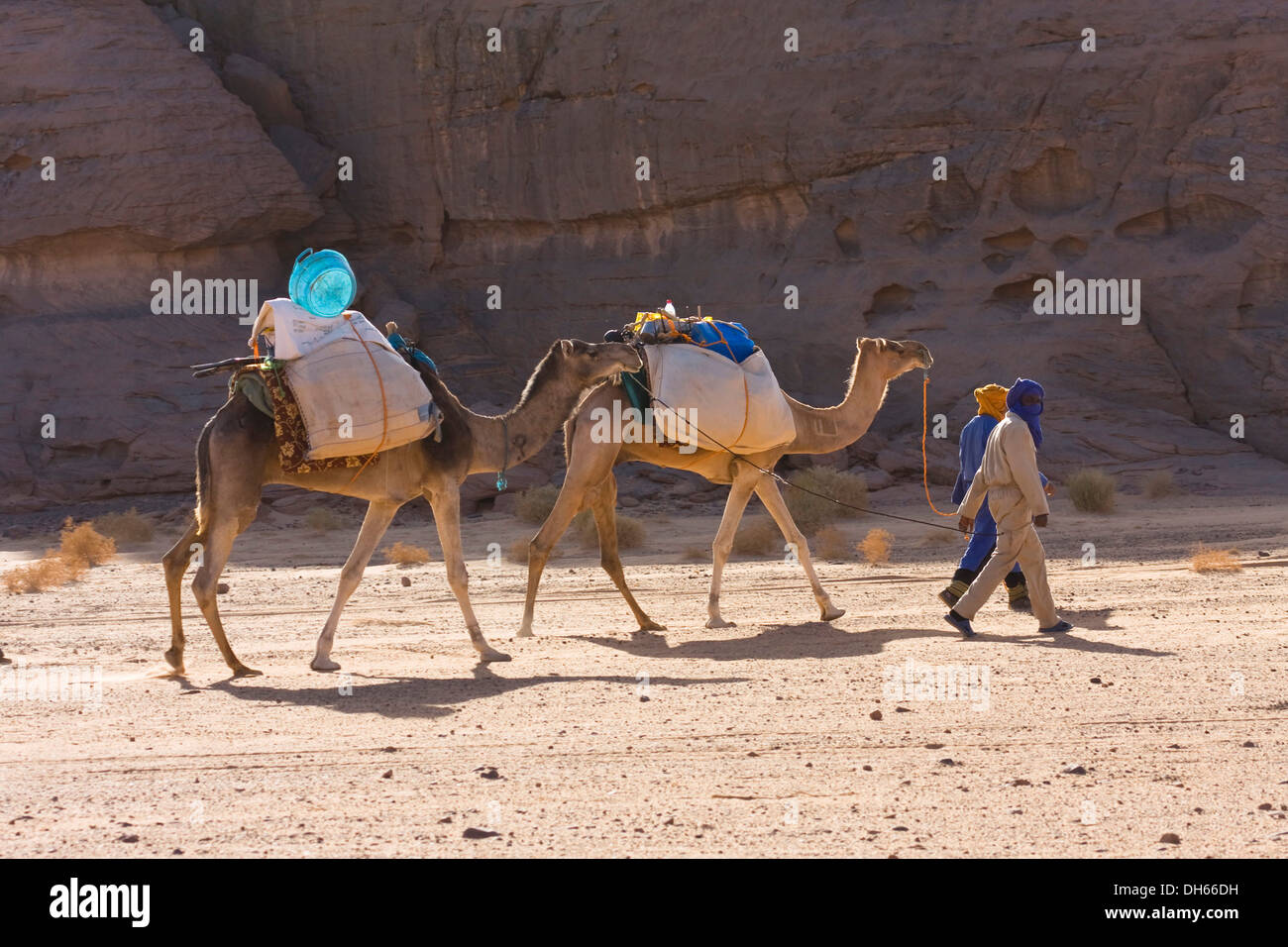 Camel caravan in the Libyan desert, Camels (Camelus dromedarius ...
